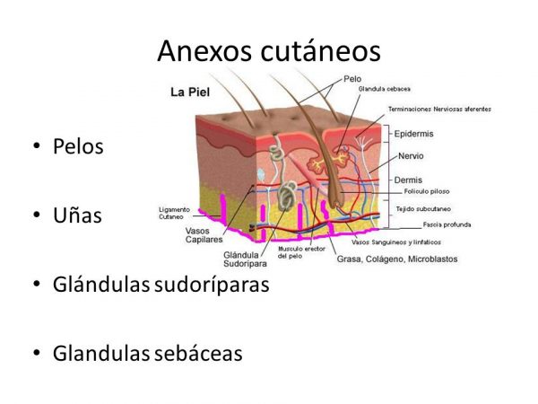 anexos cutaneos